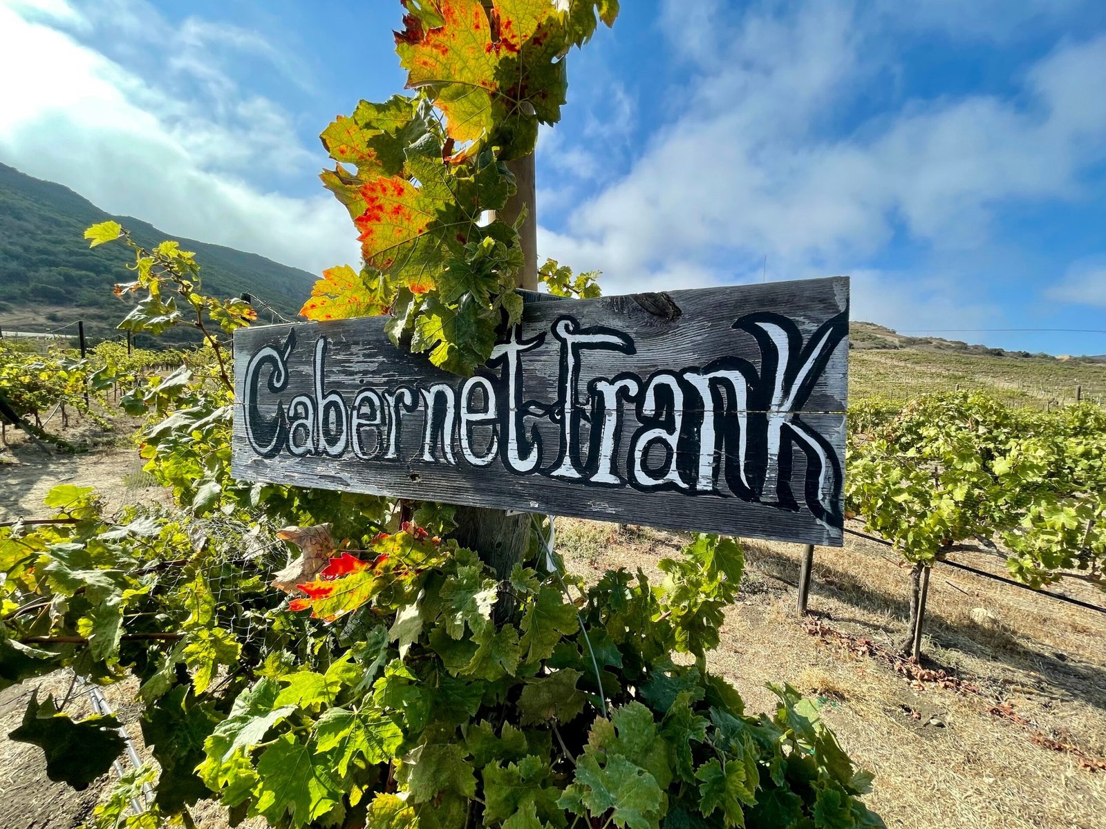 Mexico - Northern Baja - Best Mexico Wine Tours - VIP Winery Vacations